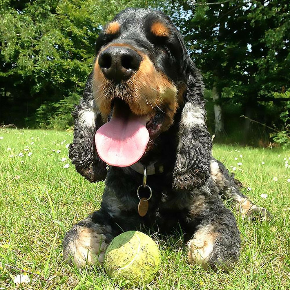 Dog Suites at Westlodge Pet Hotel