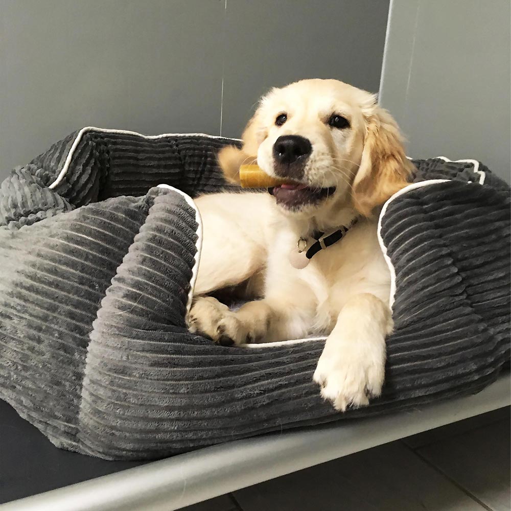 Dog Suites at Westlodge Pet Hotel