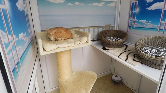 Cat Suites at Westlodge Pet Hotel